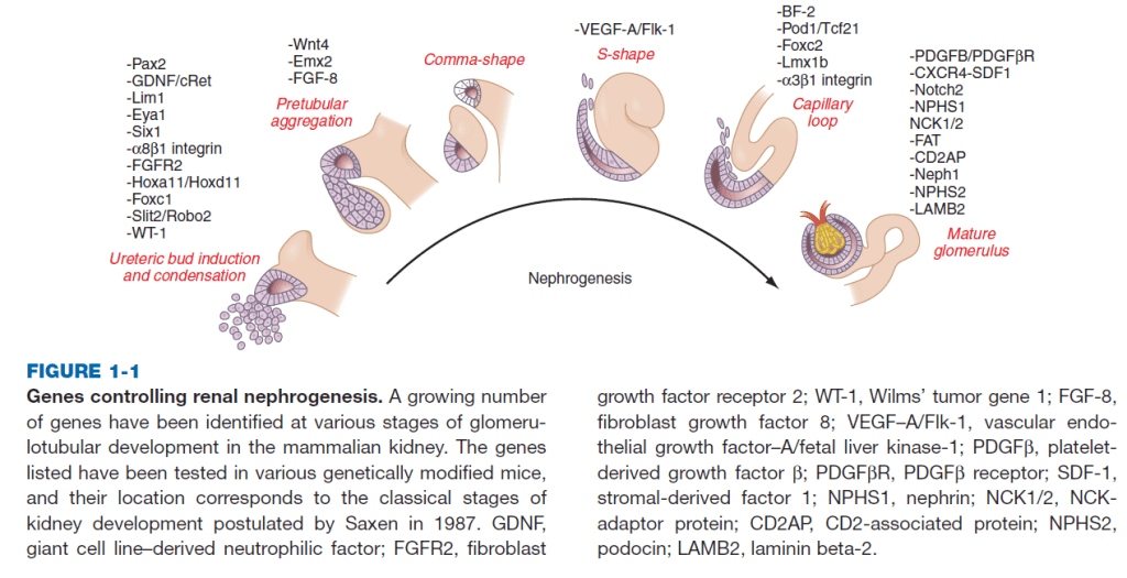 #Harrisons Nephrology and Acid-Base - อรรถพรคลินิก ศัลยกรรมตกแต่ง ...